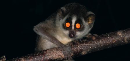 The Gerry Martin Project