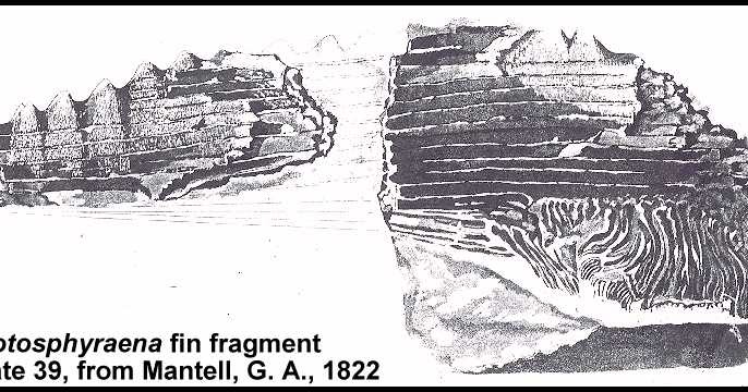 RMDRC paleo lab: Protosphyraena: Like a Swordfish Made Babies With a ...
