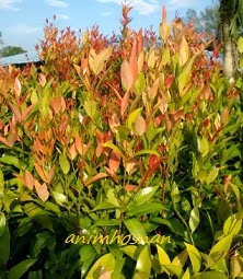 Anim Agro Technology: POKOK KELAT PAYA