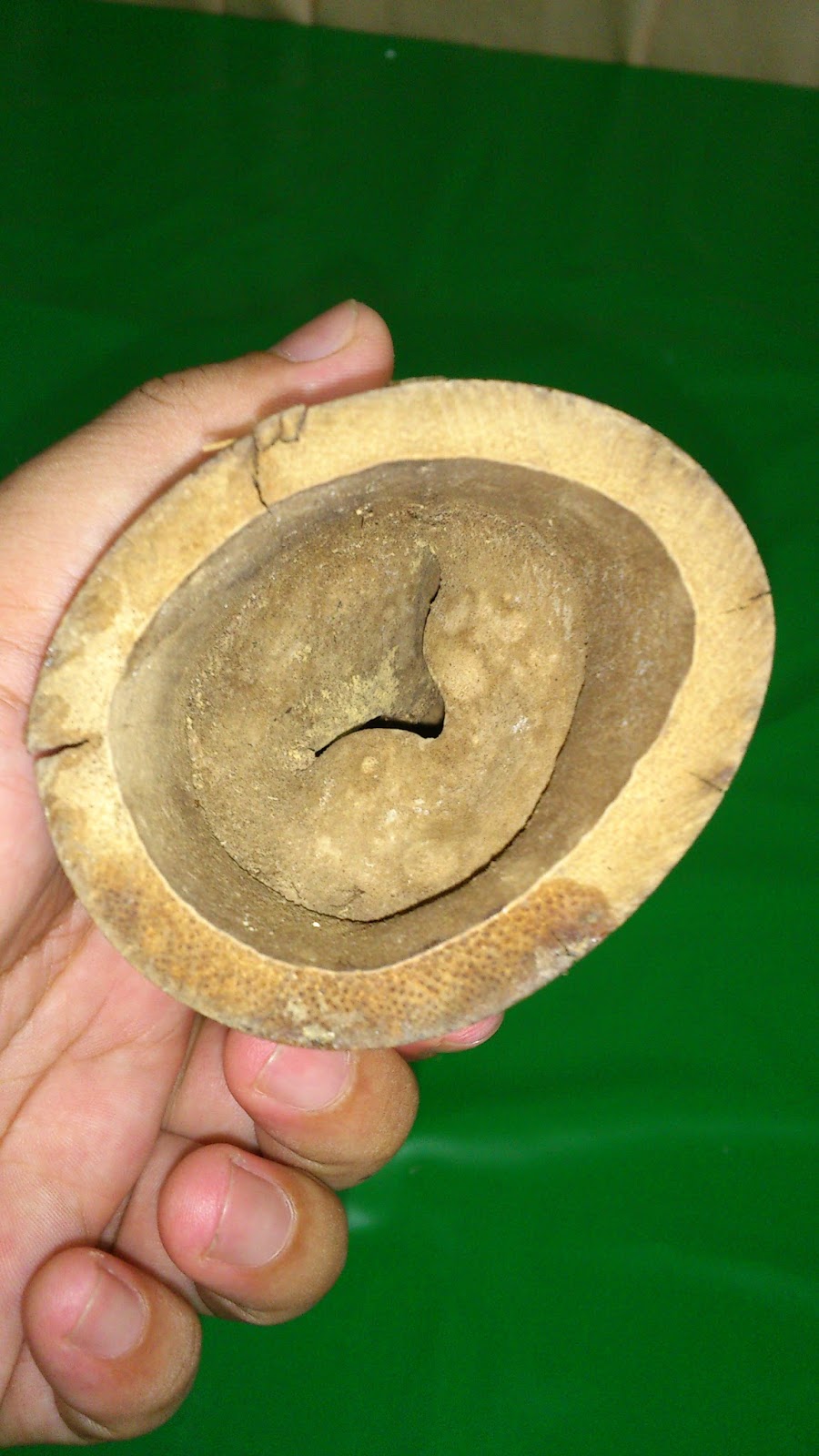 ZAMRUD TECHNOLOGY: Natural Unique & Rare (2) ~ Raja Buluh/Buluh Akar ...