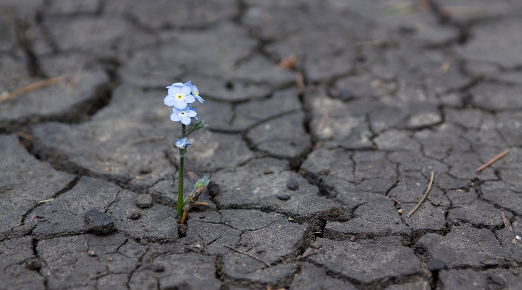 Survivre au Chaos: Questions de survie