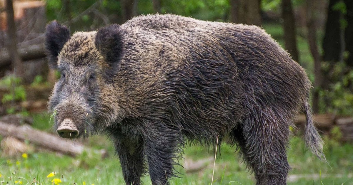 Variety of Life: Suinae