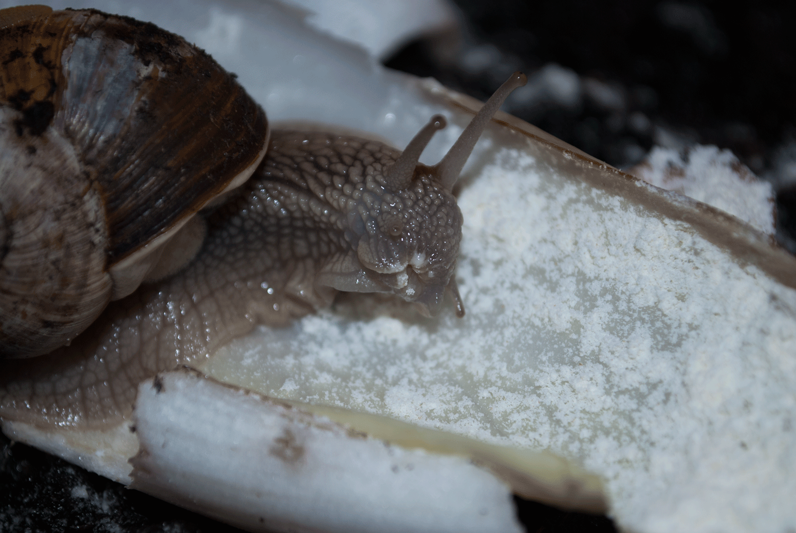 ShowMyPiks: Un bebe caracol - Un bébé escargot