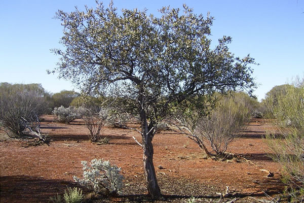 SABIDURIA PARA EL ALMA: EL ARBOL DE SANDALO