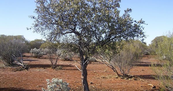 SABIDURIA PARA EL ALMA: EL ARBOL DE SANDALO
