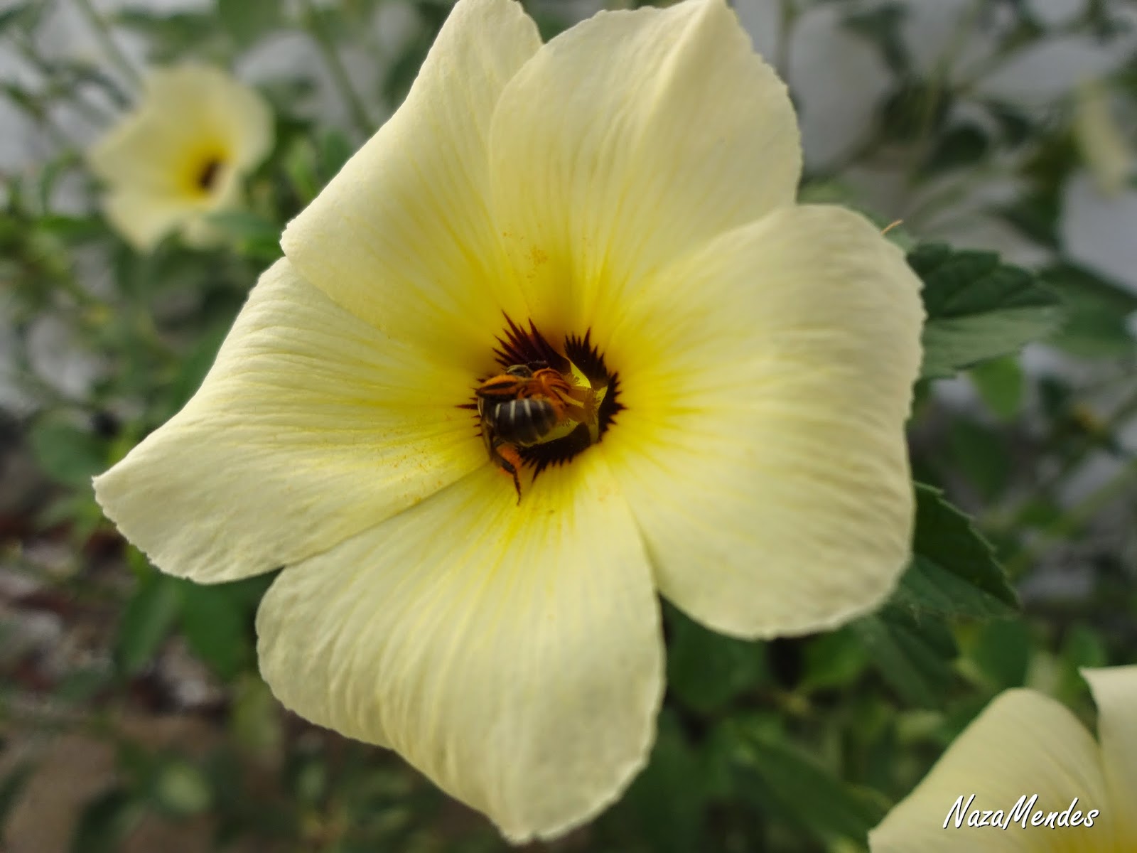 Brasil Insetos!!! Do Caçadores de Insetos!!!: Flor Chanana ou Xanana ...