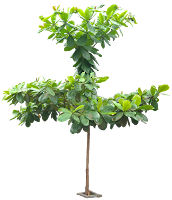 Tropical Plant Pictures: 2009