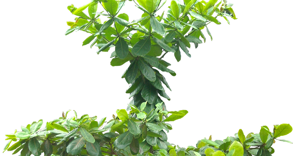 Tropical Plant Pictures: Terminalia Catappa ( Indian Almond )