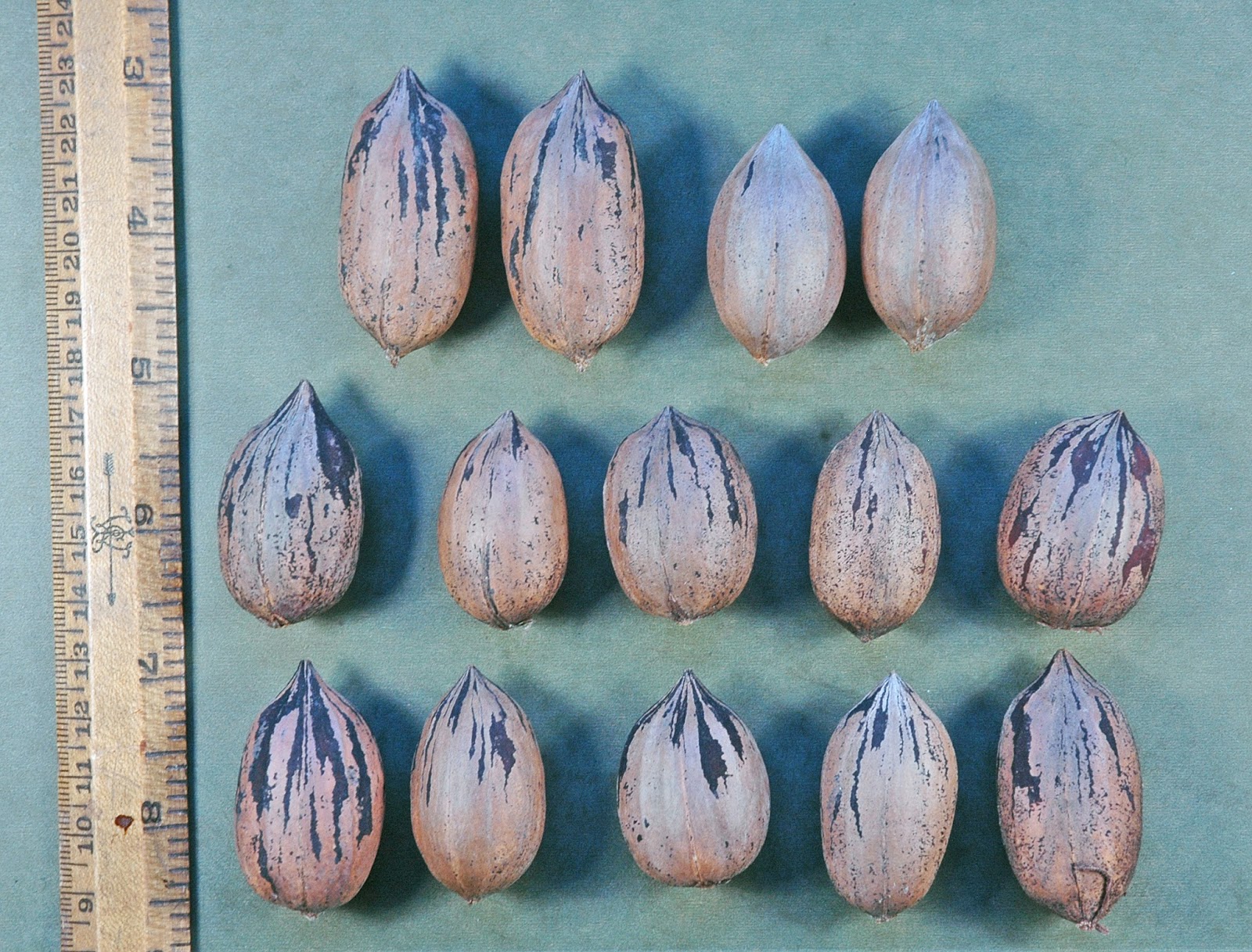 Northern Pecans: 2015