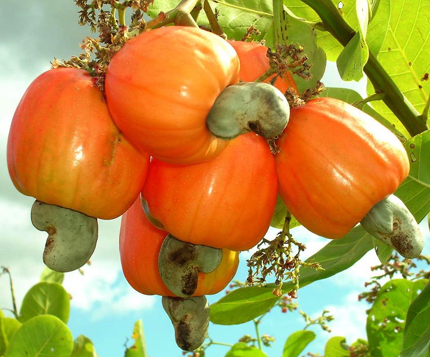 - Salmorrejo -: Anacardo, un fruto seco desconocido ¿de qué árbol sale?