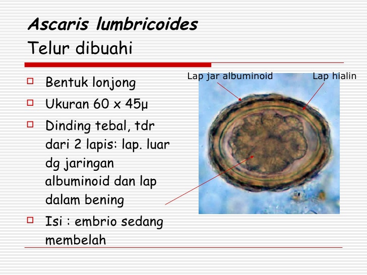 Selamat Ber-surfing Ria: Laporan Nematoda Usus dan Jaringan