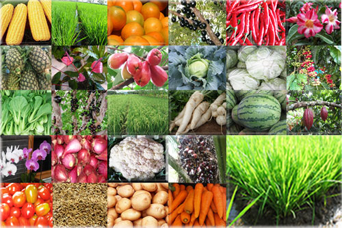 Suara Hati Nurani Anak Bangsa By: Frans Hero Kamsia Purba, B.Sc.Acct ...