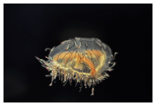 best photos 2 share: Weird Nature Photography Transparent Animals