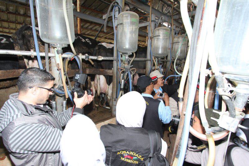 MISI-MISI AQSA2GAZA: Projek Ternakan Lembu Tenusu Aqsa Syarif di Gaza