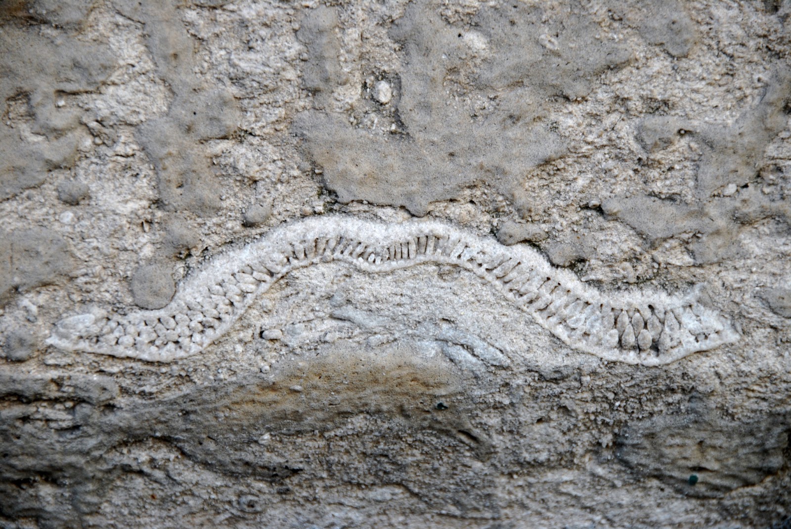 Fossils: Examples Of Fossils