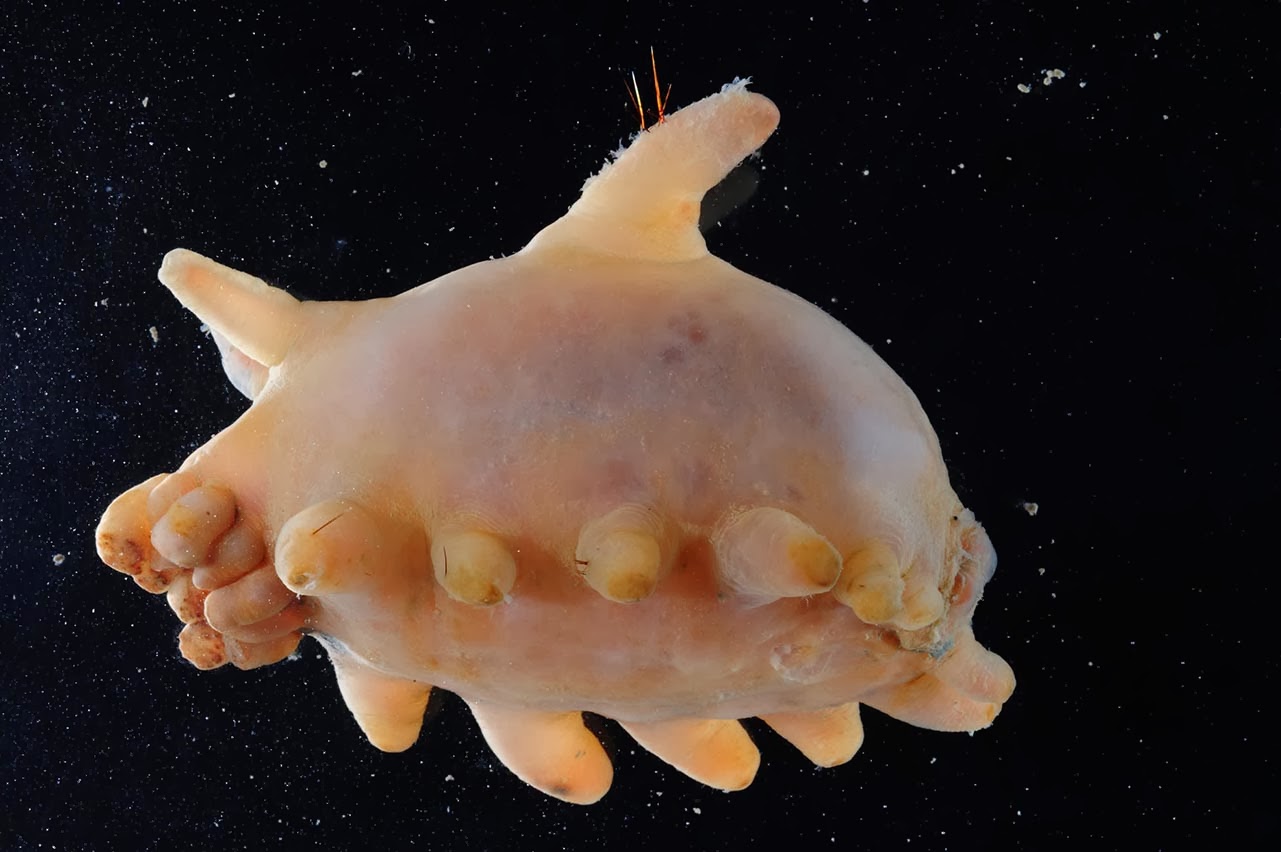 Colganology: Sea Pig. Love Pig.