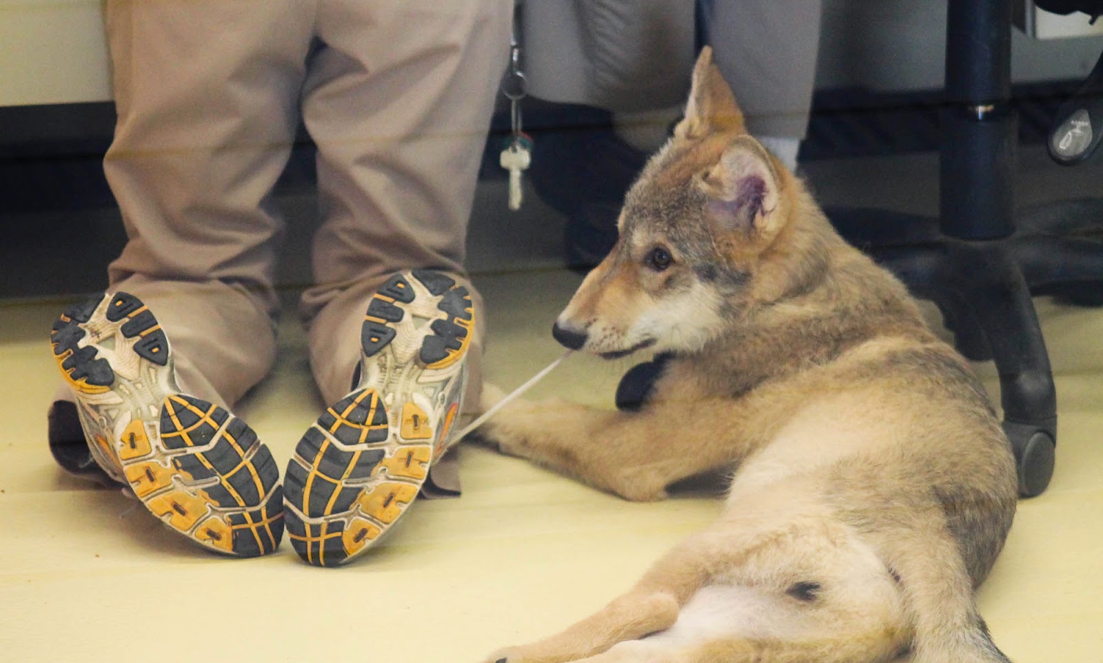 Life with Dylan: Playtime with Shadow