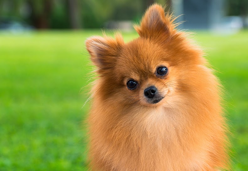 Pomerania | WIKI PERROS