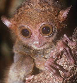 Facts of Leyte and Samar Islands, Philippines: Eastern Samar (Animal ...