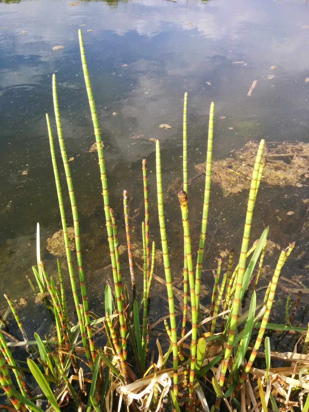Wild Life: Water Horsetail