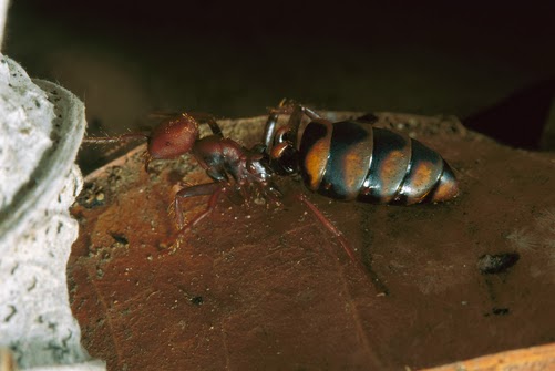 Atta,o grande poder da natureza: Formiga-rainha