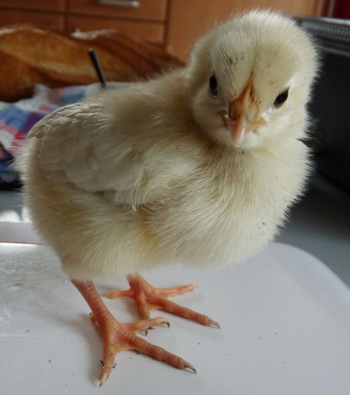POUPOULES: Naissance des Poussins