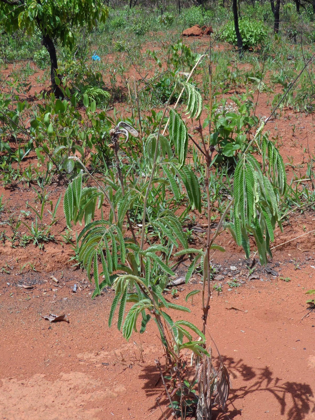 Caliandra (Calliandra dysantha Benth) | A planta da vez