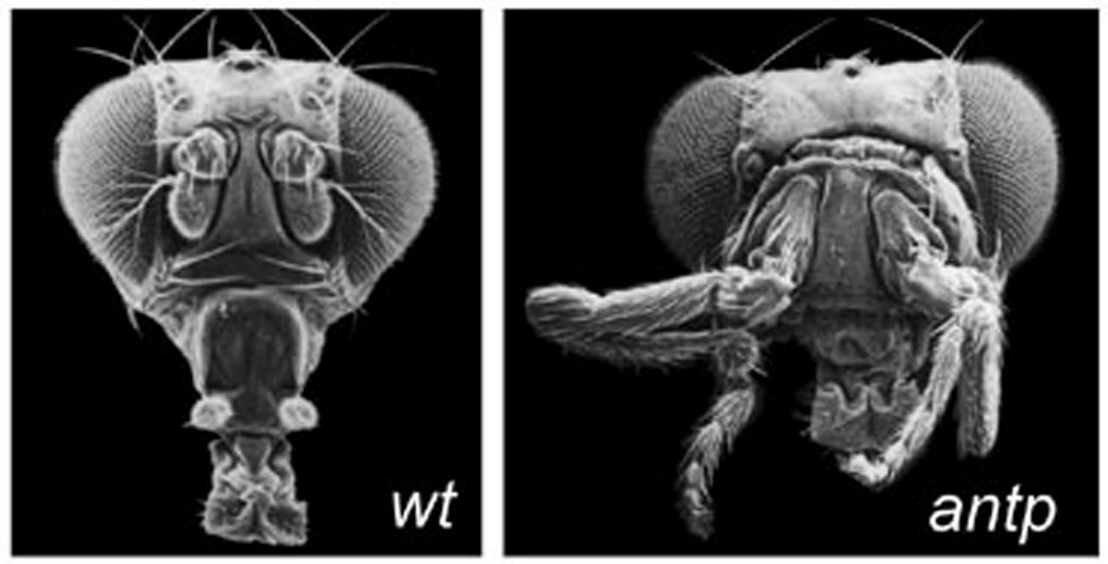 Sandwalk: Walter Gehring (1939 - 2014)