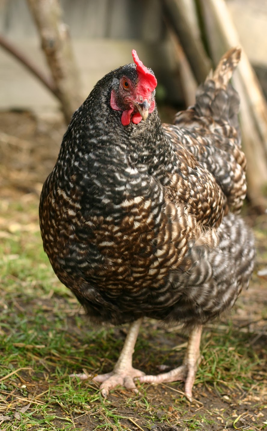 bZuziolandia: Qra domowa to też kobieta :)