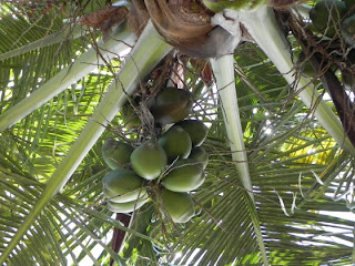 Cocotier | Flore de l’île de la Réunion