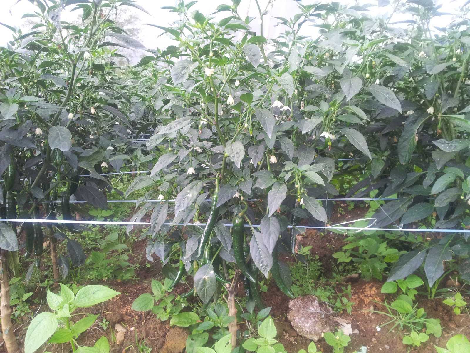 Baja Foliar Mekar Super Grow: tanaman lada besar di kundasang