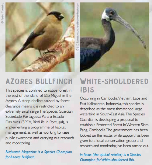 Species New To Science [ornithology • Conservation] Birdlife Preventing Extinctions Programme