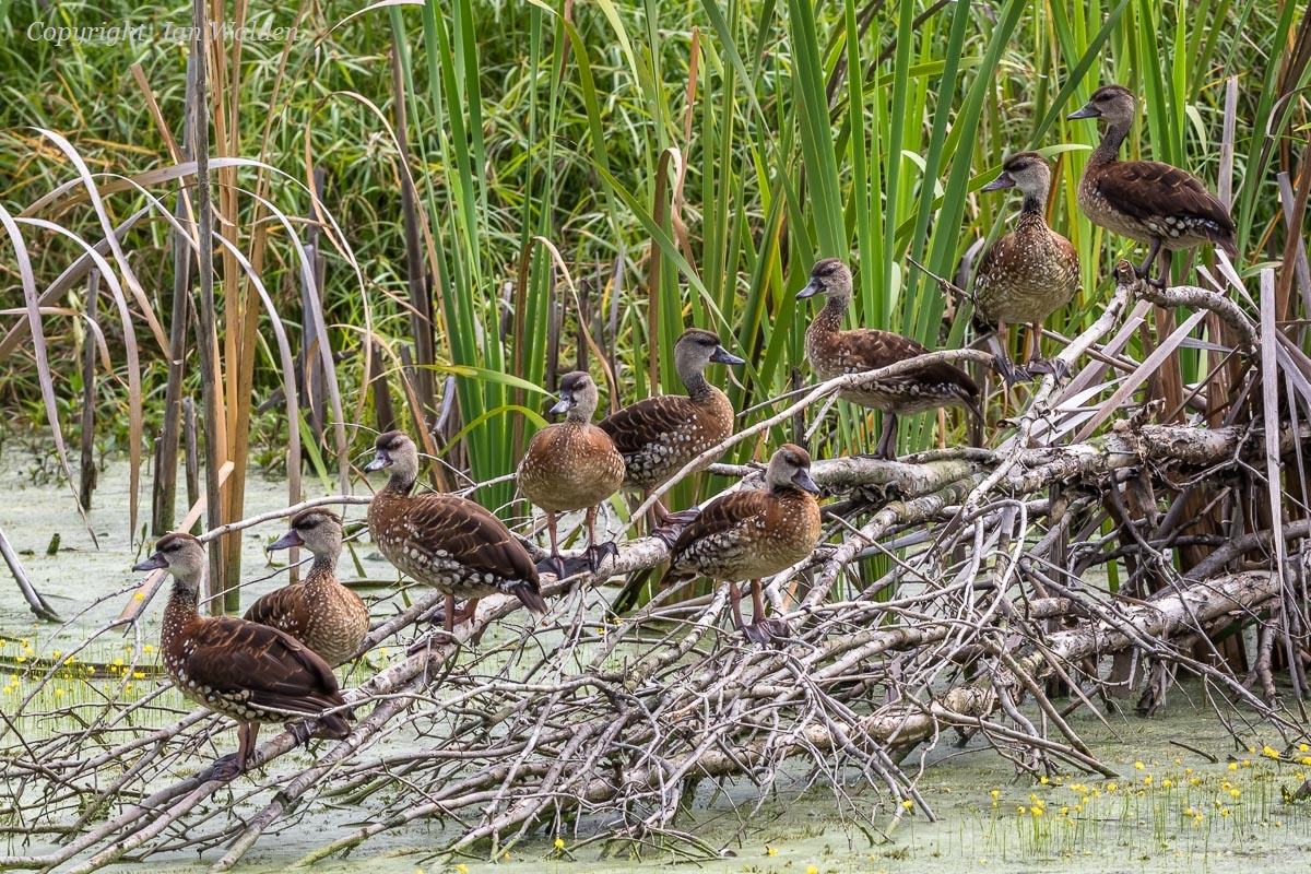 WILD TROPICAL QUEENSLAND: Shore & Water Birds