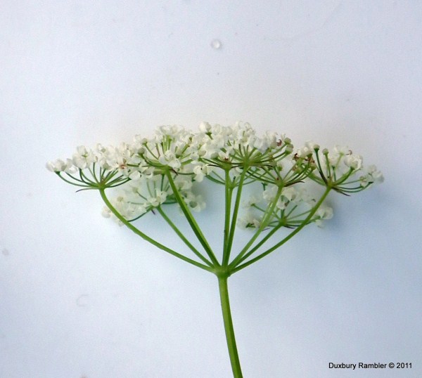 Duxbury Ramblers: June 19, 2011