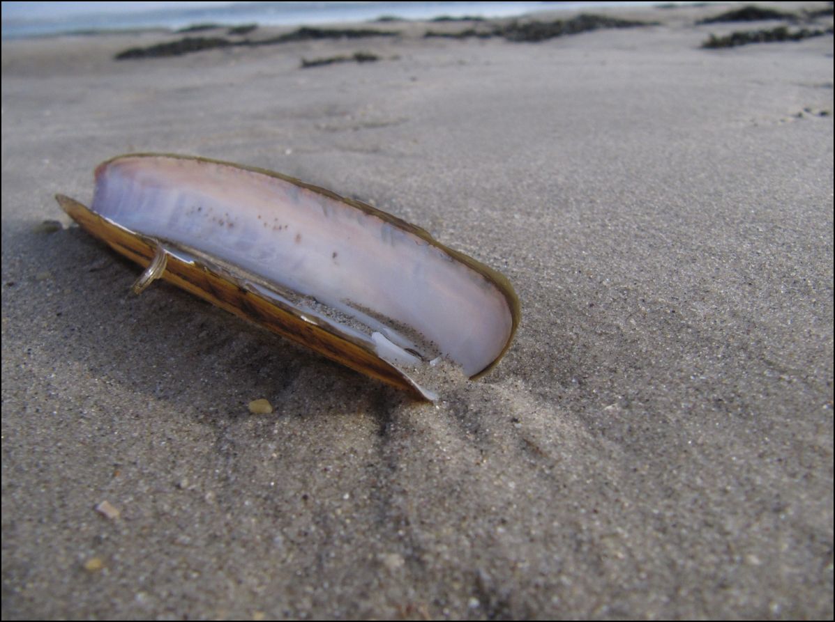 Islay Natural History Trust: Razor shell - Ensis arcuatus