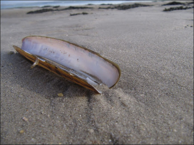 Islay Natural History Trust: Razor shell - Ensis arcuatus