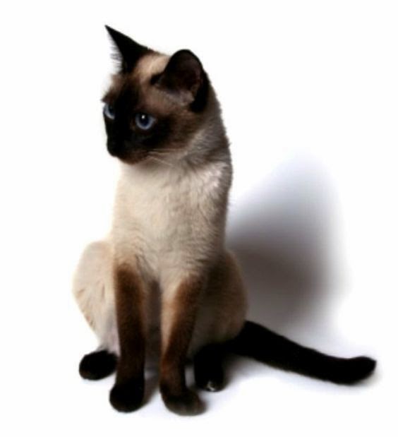 Kucing ras Siam | All about Ku-cat