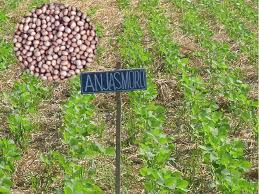 Pertanian Indonesia: Varietas Kedelai Anjasmoro (Deskripsi)