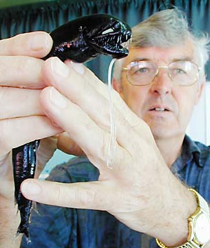 The Black Dragonfish - Stunning Interesting Facts