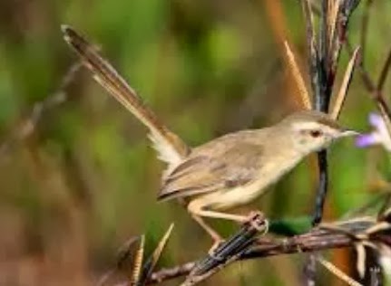 Jenis Jenis Prenjak Terlaris dan Populer