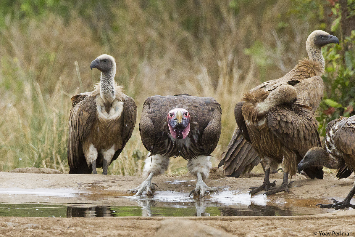 Cats and Vultures of Kruger Park | Focusing on Wildlife