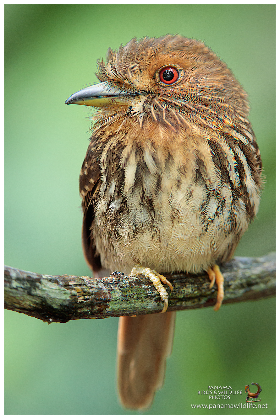 Featured species: Pheasant Cuckoo (Dromococcyx phasianellus) (pt. 2)