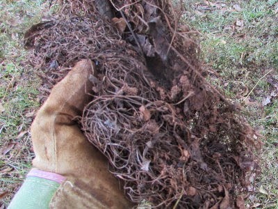 5 Acres & A Dream: Working Smarter Not Harder With Pigs