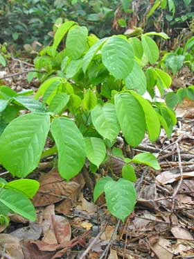 Timbó (Derris negrensis)