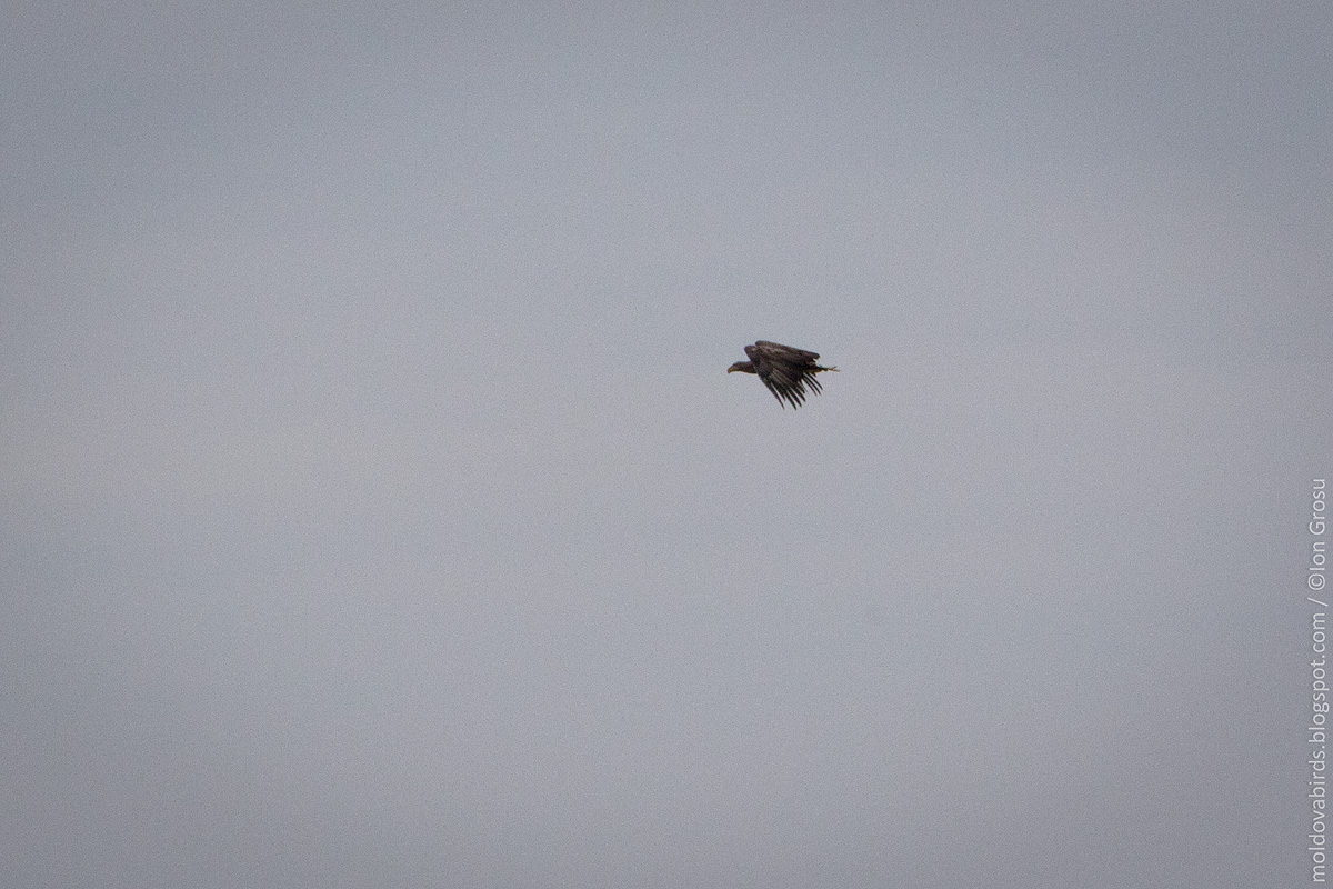 Păsări din Moldova: Expediția Sud-2012 (partea 7): Codalbul, chira de ...