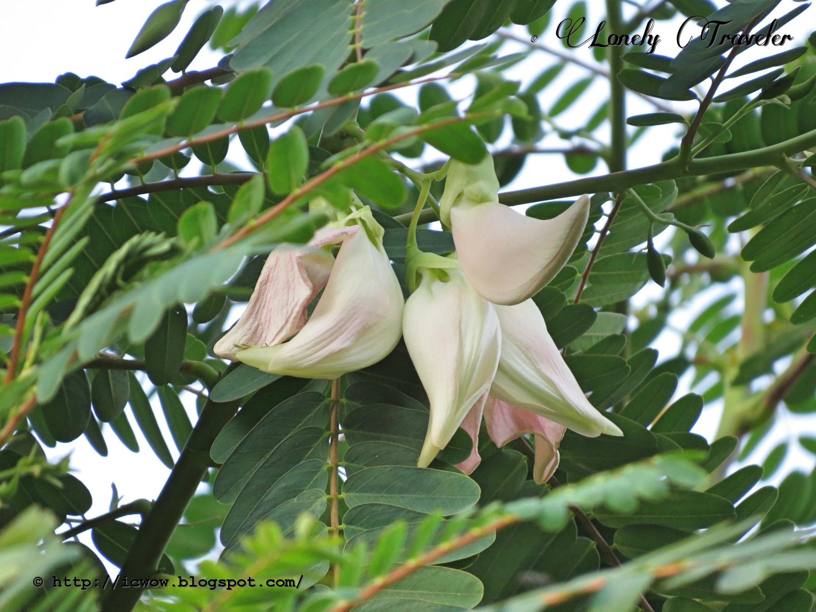 Bok Ful (বক ফুল) - Sesbania grandiflora