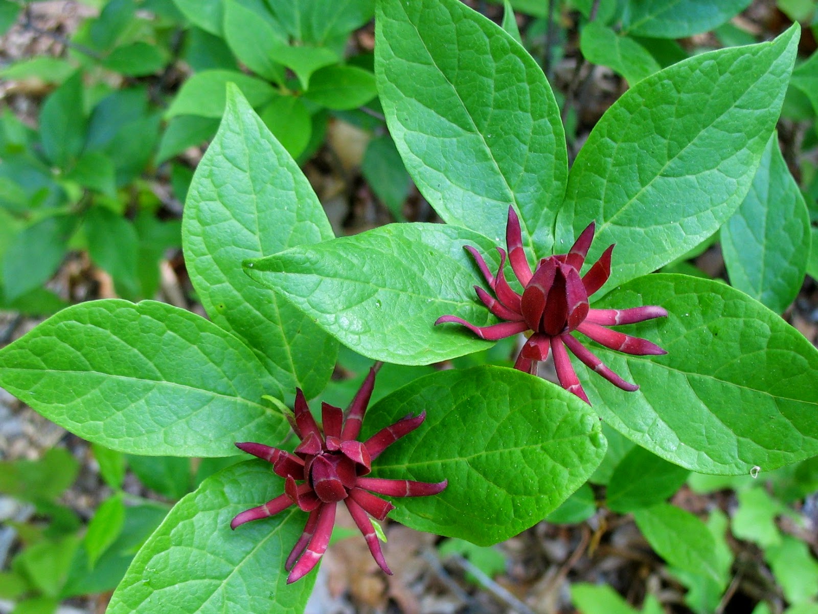 Using Georgia Native Plants: Native Shrubs for Difficult Spots