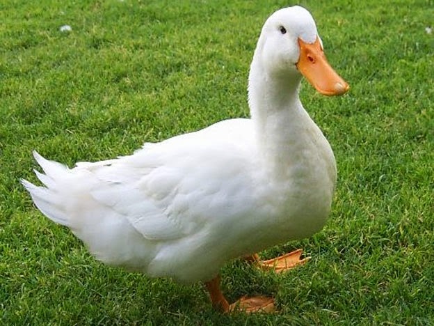 Quase Tudo 3: Musicas, Filmes, Vídeos, Futebol e etc.: ANIMAIS: PATO / DUCK