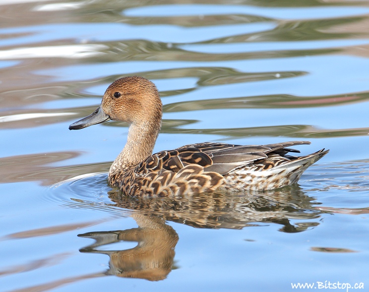 Bitstop: Northern Pintails