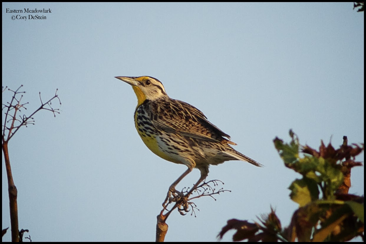 Boom Chachalaca: BOOM....Grassland Birds